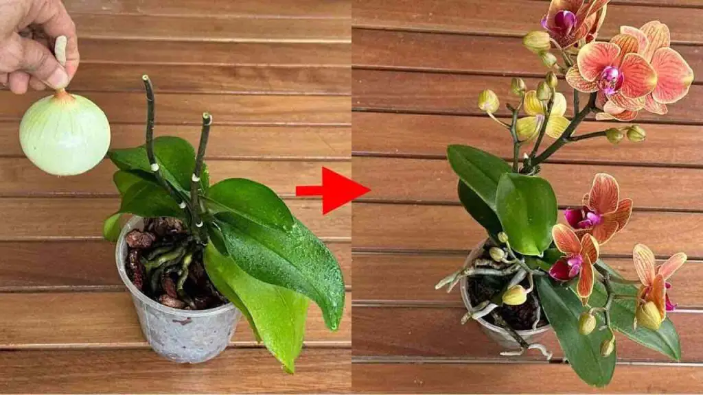 After doing this, all your orchids will bloom non-stop – give it a try ...