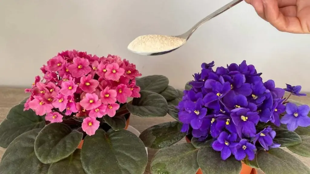Do this every evening to make your violets bloom abundantly: they will ...