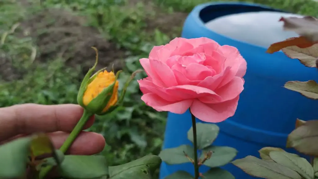 How to graft a rose into another variety: the trick finally revealed – Natural Home Tricks