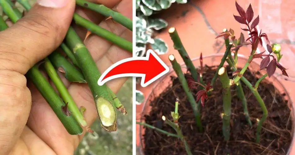 Roses, how to plant them without roots: the 100% functional method revealed – Natural Home Tricks